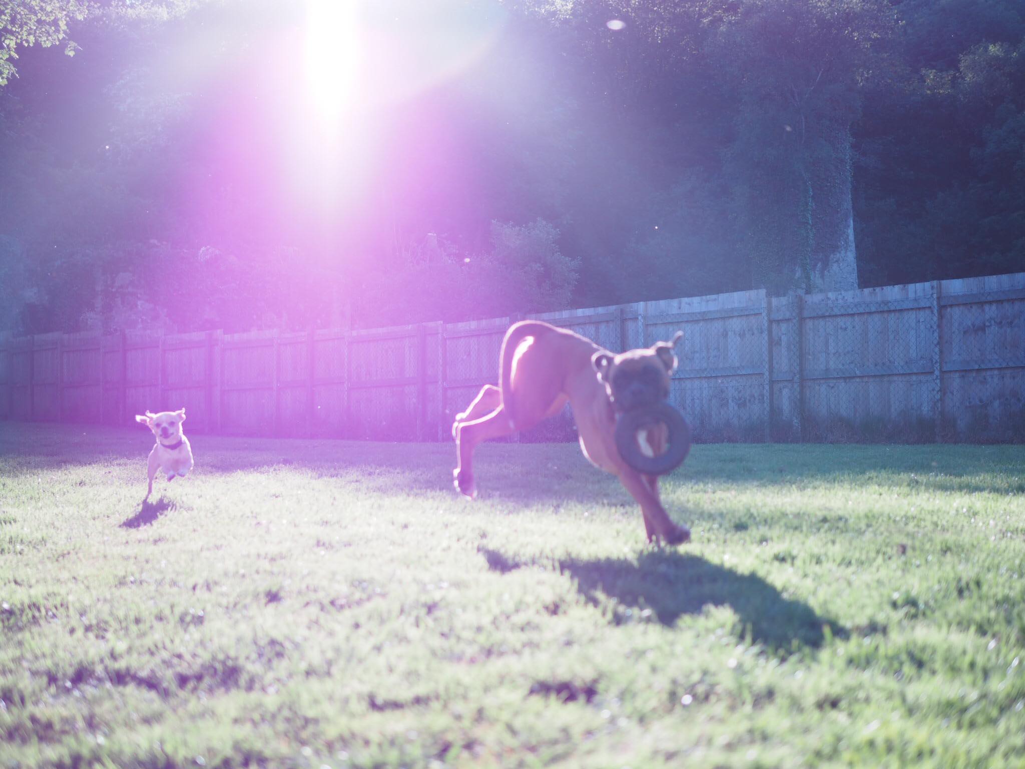 Gover Valley Kennels & Cattery – pet boarding – daycare