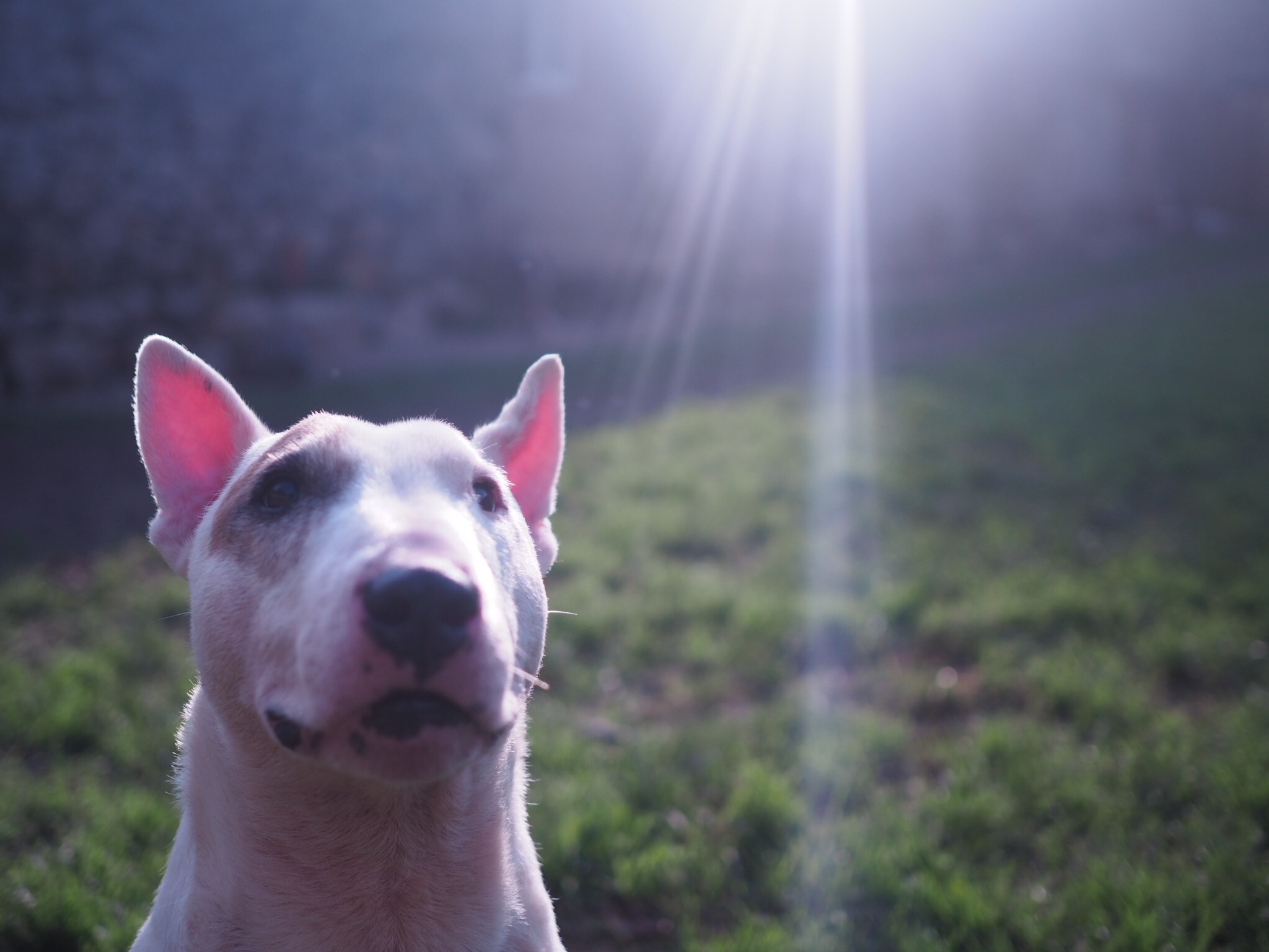 Gover Valley Kennels & Cattery – pet boarding – daycare