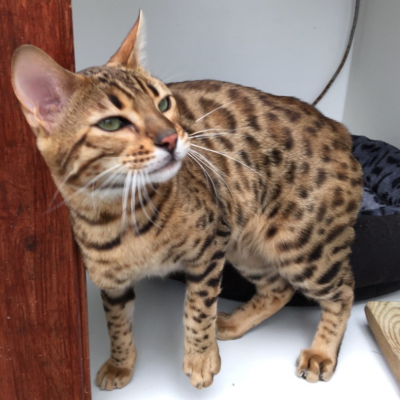 Services & Pricing – Gover Valley Kennels & Cattery