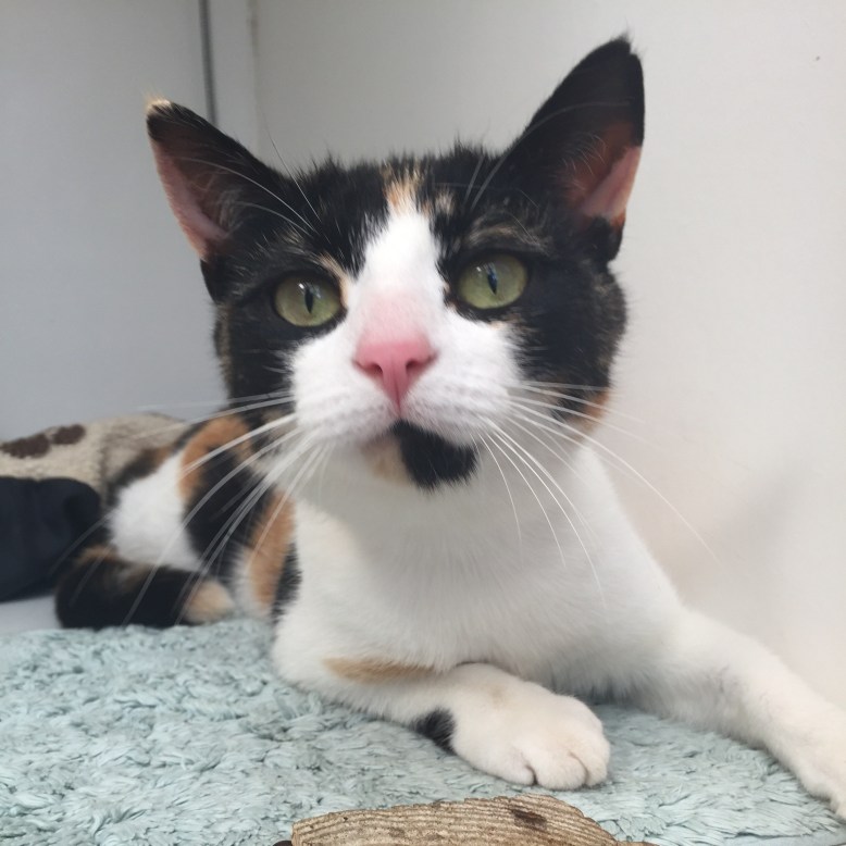 Services & Pricing – Gover Valley Kennels & Cattery