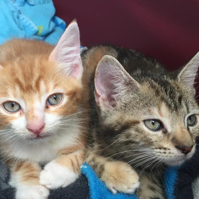 Services & Pricing – Gover Valley Kennels & Cattery