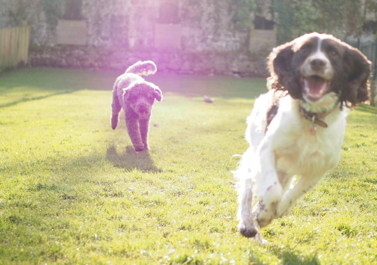 Gover Valley Kennels & Cattery – pet boarding – daycare